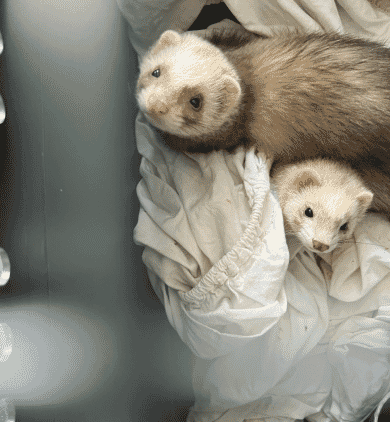 Dératisation naturelle des rats et souris avec Furet | DKM Experts