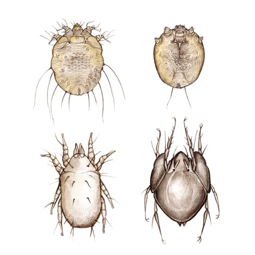 Désinfection de la gale Lille, Tourcoing, Roubaix, Dunkerque Nord 59 ...